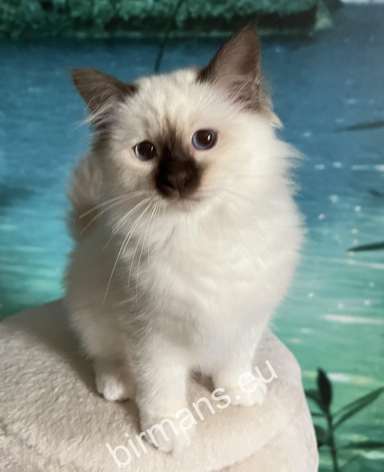 Birman macskatenyésztő